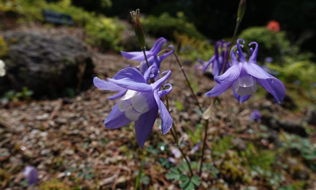 【忘録備】インストールpython For All Users 三題噺：馬・カメラ・python